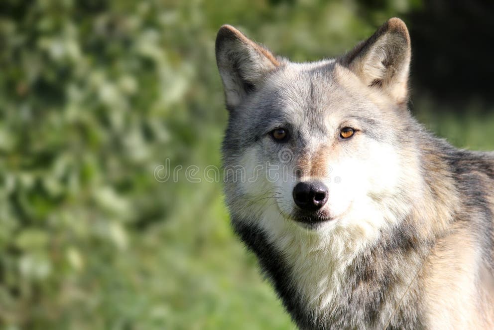 Wolf landscape stock photo. Image of female, america - 34229528