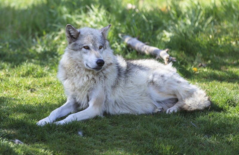 Wolf laying down stock image. Image of gray, west, montana - 25509675