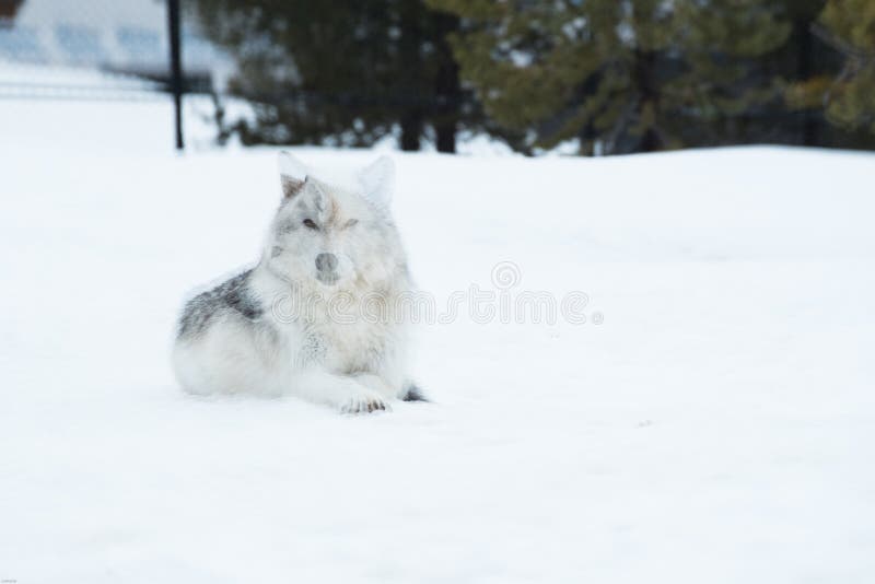 A Wolf is Laying Down with the Snow in the Winter in the Relax Time ...