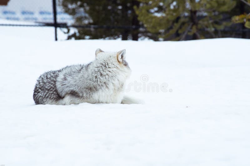 A Wolf is Laying Down with the Snow in the Winter in the Relax Time ...