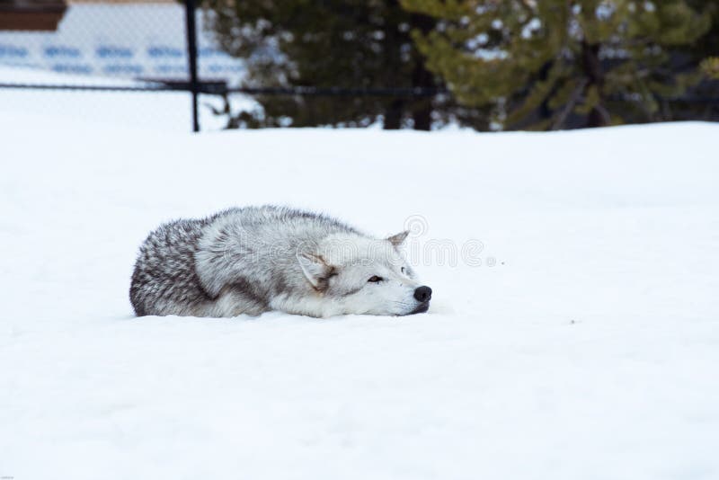 A Wolf is Laying Down with the Snow in the Winter in the Relax Time ...