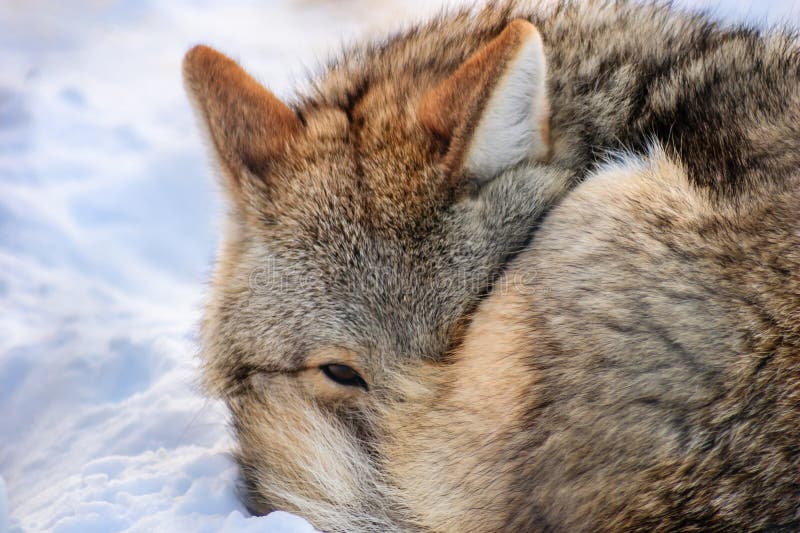 A Wolf is Laying Down in the Snow Stock Photo - Image of gray, camera ...