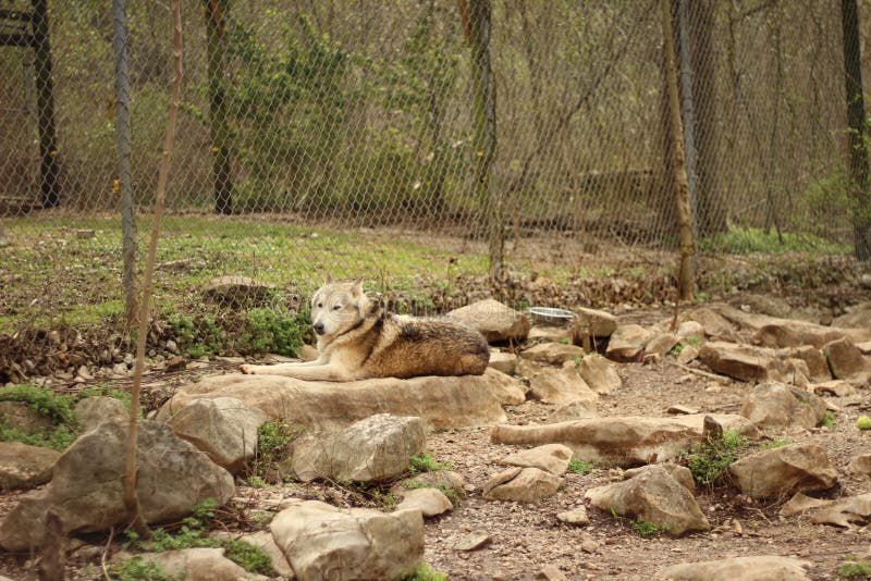 305 Wolf Enclosure Photos - Free & Royalty-Free Stock Photos from ...