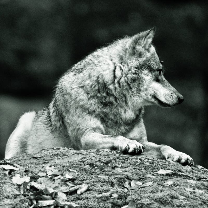 Wolf laying on rock stock image. Image of detail, animal - 13228487