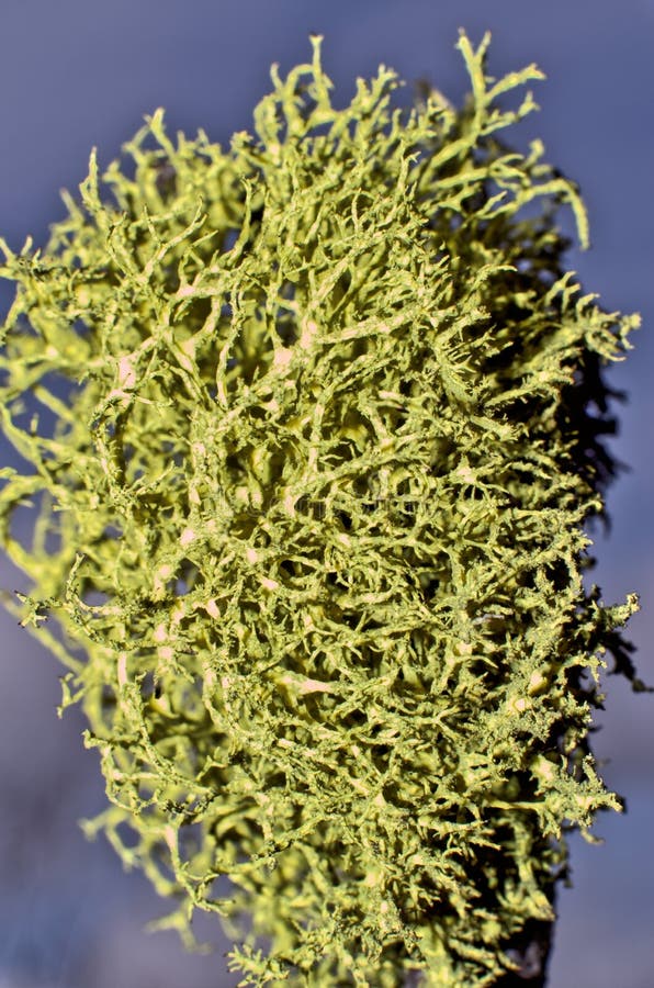 Wolf lichen stock image. Image of bundle, amazing, depth - 76880645