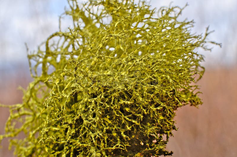 Wolf Lichen Letharia Vulpina Growing on the Bark of Pine Trees in ...