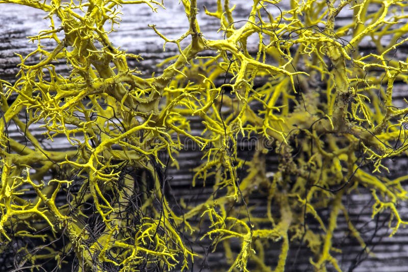 Wolf Lichen stock image. Image of green, summer, lumber - 187402619