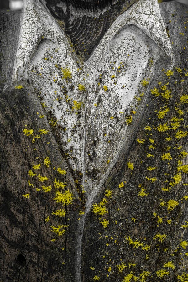 Wolf Lichen on Wood stock photo. Image of culture, reconstruction ...