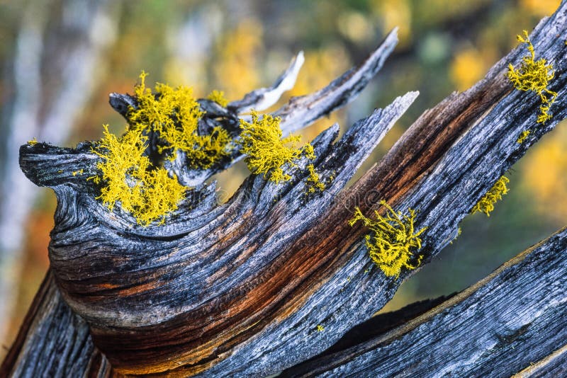 Wolf Lichen on a Old Tree Snag Stock Image - Image of closeup, color ...