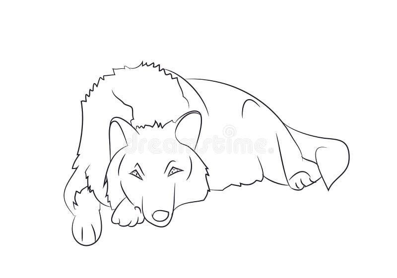 Wolf Lying Down Drawing