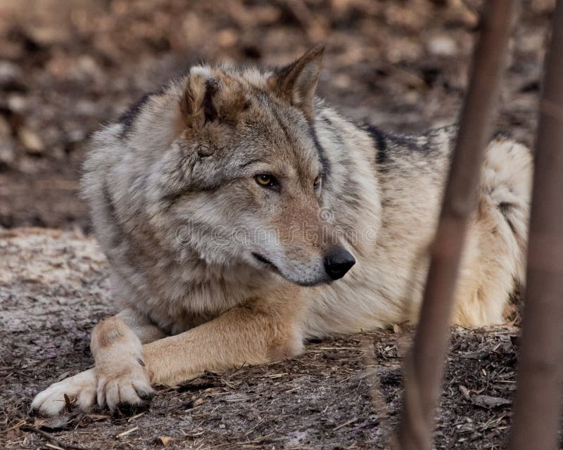 A she-wolf Lies among the Trees Thickets.Powerful Predator Gray Wolf in ...