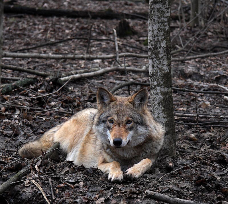 Wolf stock image. Image of predator, outdoors, ecology - 93966487