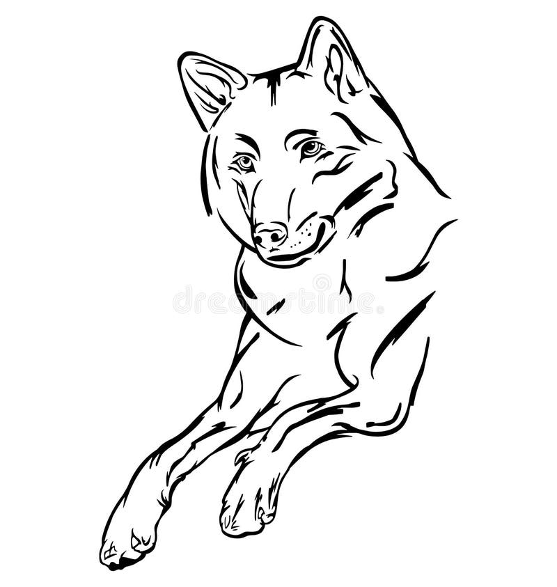 Wolf Portrait Outline Drawing ~ Stock Vector - Illustration of danger ...