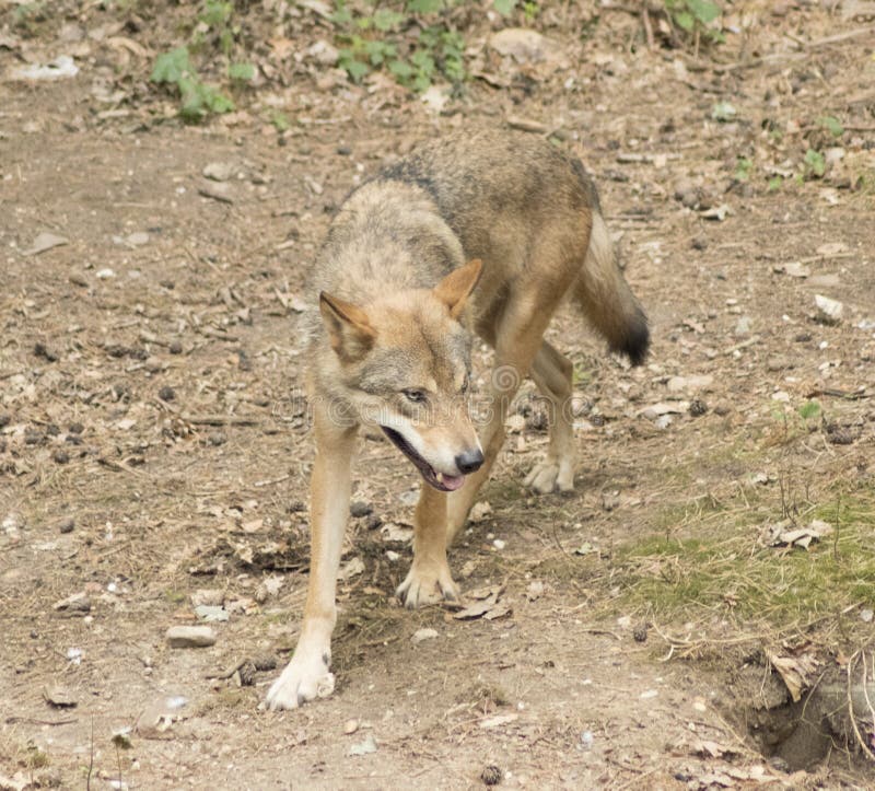 Wolf in the Forest Canis Lupis Stock Image - Image of friend, blue ...