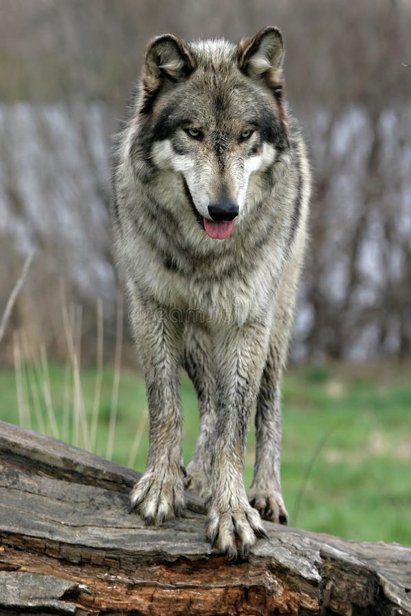 Wolf on a log stock photo. Image of canines, nature, wildlife - 19347766