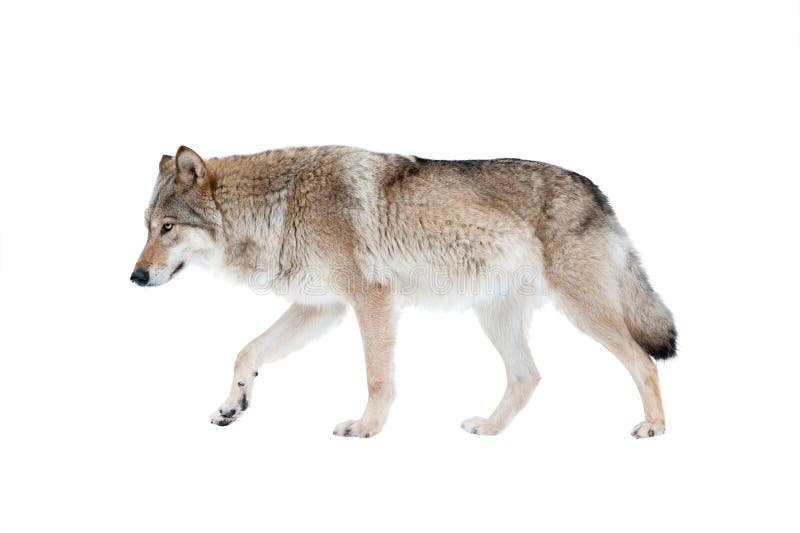 Wolf lokalisiert stockbild. Bild von raub, wildnis, säugetier - 83909783