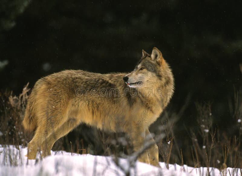 Wolf Looking Back stock photo. Image of wolf, winter - 18022608