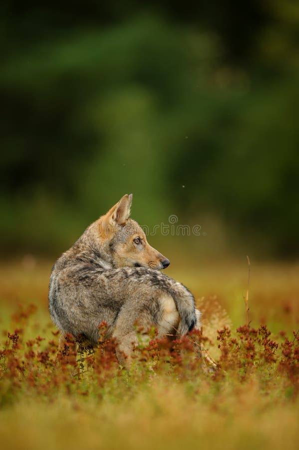 Wolf Looking Back Canis Lupus Stock Photos - Free & Royalty-Free Stock ...