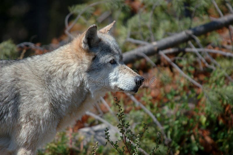 Wolf Standing on Left stock image. Image of wild, look - 269043