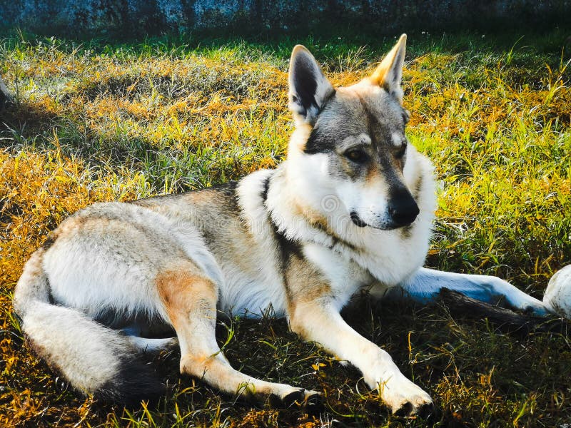 Wolf stock photo. Image of wolf, cecoslovacco, lupo - 242572134