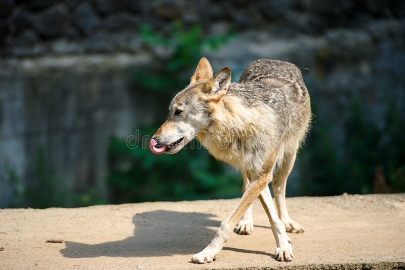 Wolf stock photo. Image of canine, nature, portrait, gray - 42374058