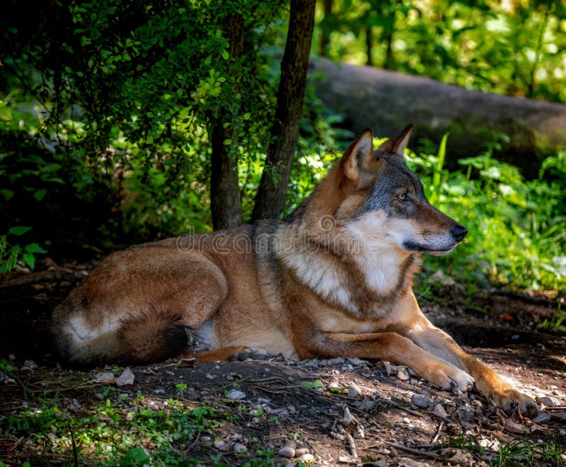 Wolf Lying Down in the Woodland Stock Photo - Image of mammal, alert ...