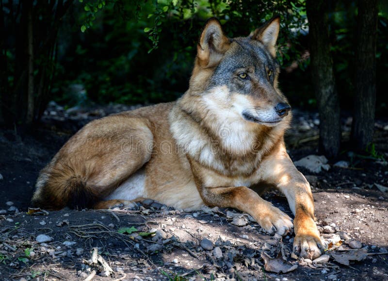 Wolf Lying Down Woodland Stock Photos - Free & Royalty-Free Stock Photos from Dreamstime