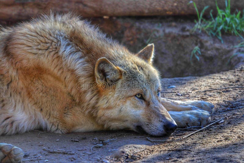 Wolf lying on the ground stock photo. Image of hunter - 262505788