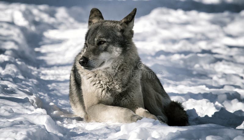 Wolf Lying on the Snow in the Forest Stock Image - Image of head ...