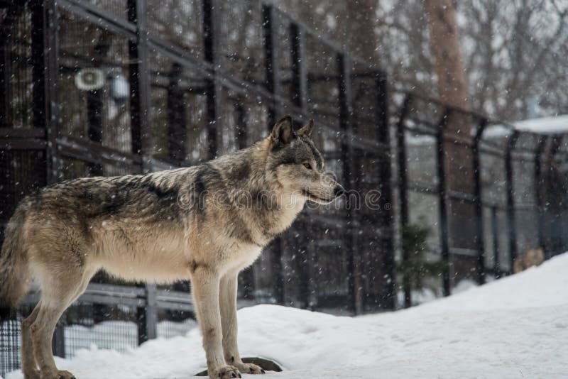 Hokkaido Wolf Stock Photos - Free & Royalty-Free Stock Photos from ...