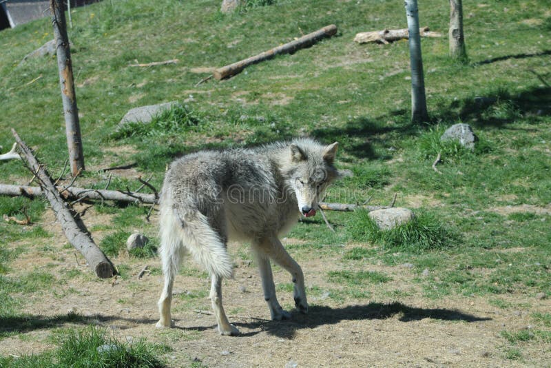 Wolf after a meal stock image. Image of carnivore, safari - 224382197