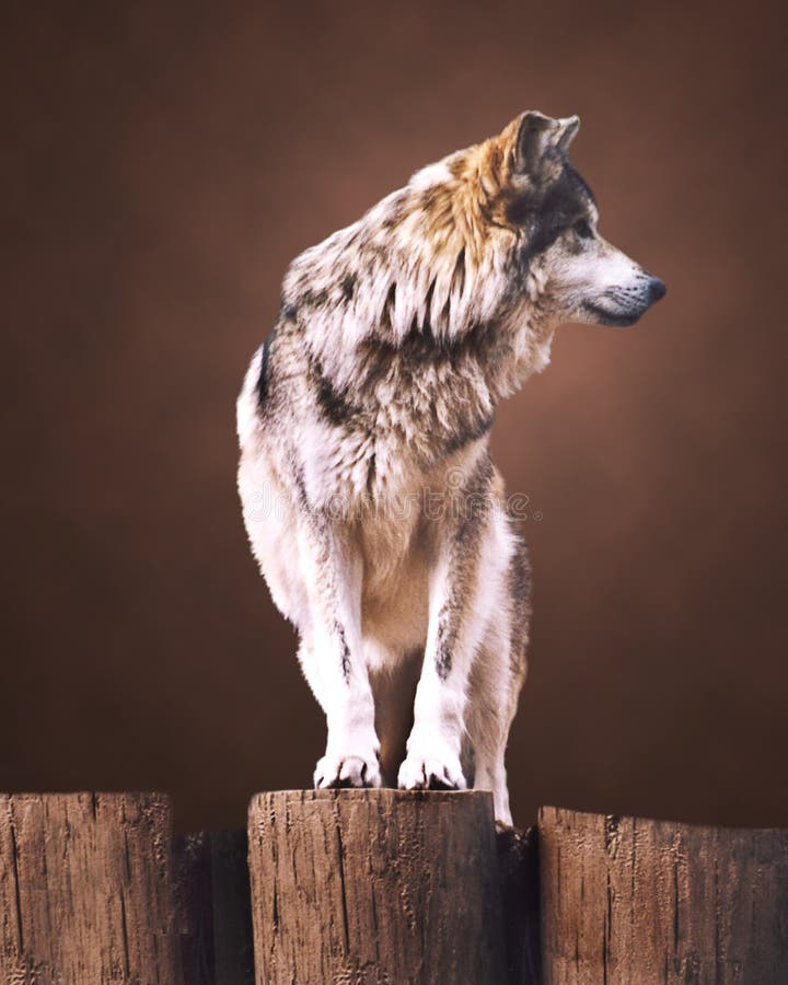 Mexican Wolf stock photo. Image of outdoors, natural - 15324118