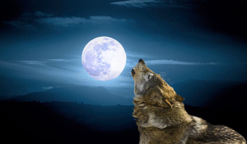 Wolf with Moon at Night Collage Stock Photo - Image of wolf, moon ...