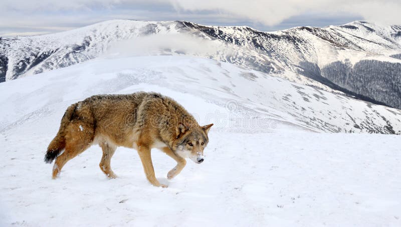 Wolf Pack Running in the Cold Landscape Stock Photo - Image of eurasian ...