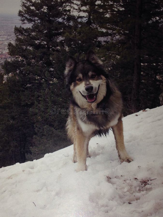 Wolf in Mountains of Colorado Overlooking Boulder Stock Photo - Image ...