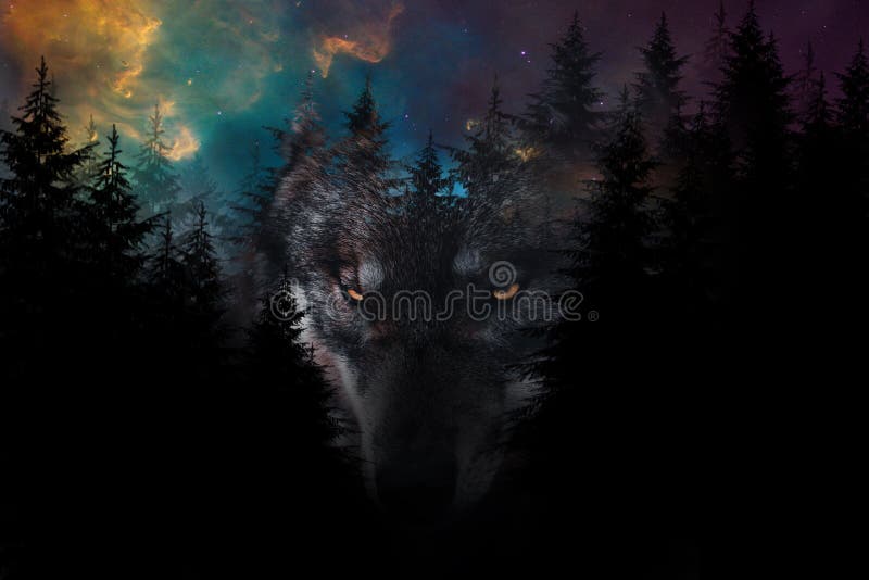 Wolf in mountains trees stock photo. Image of mountains - 254394922