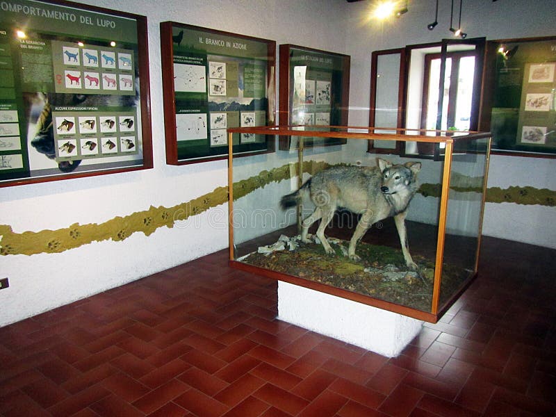 Wolf museum editorial photo. Image of alfedena, culture - 103450456