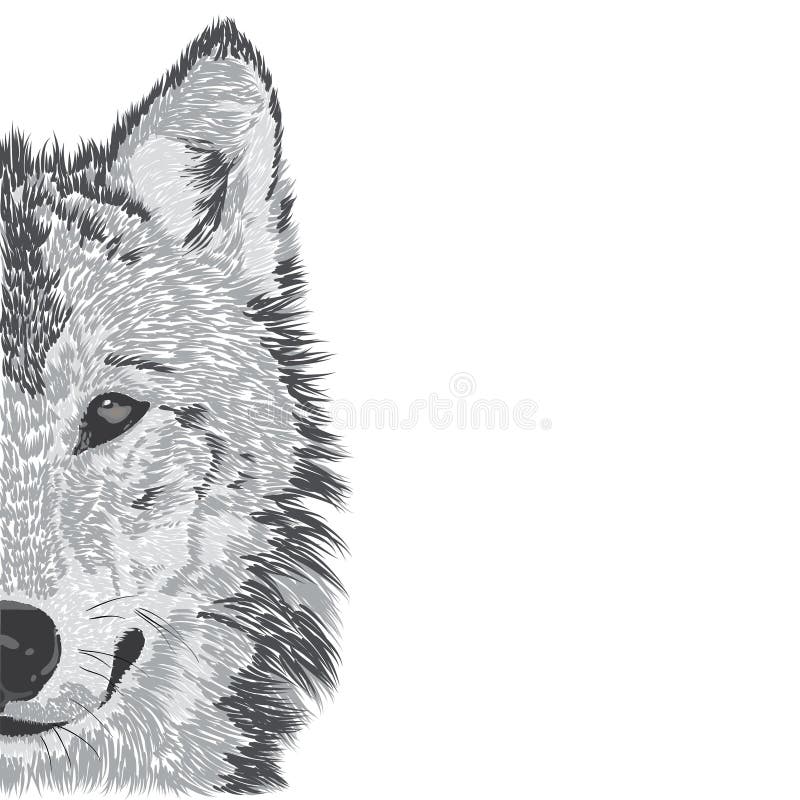 Wolf muzzle sketch stock vector. Illustration of artistic - 70241104
