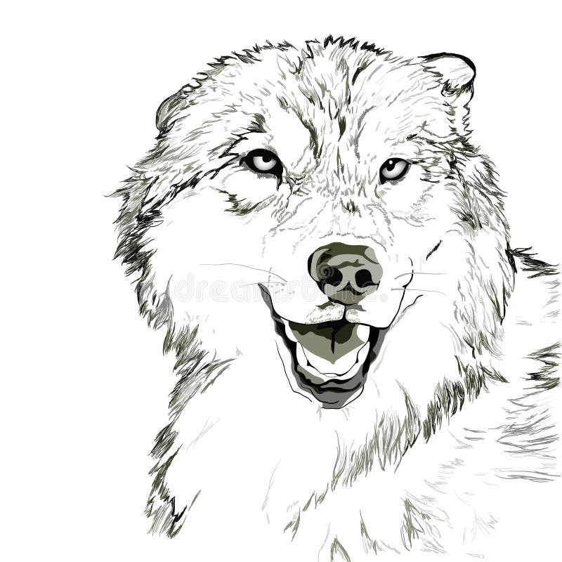 Wolf muzzle sketch stock illustration. Illustration of sketch - 48851639