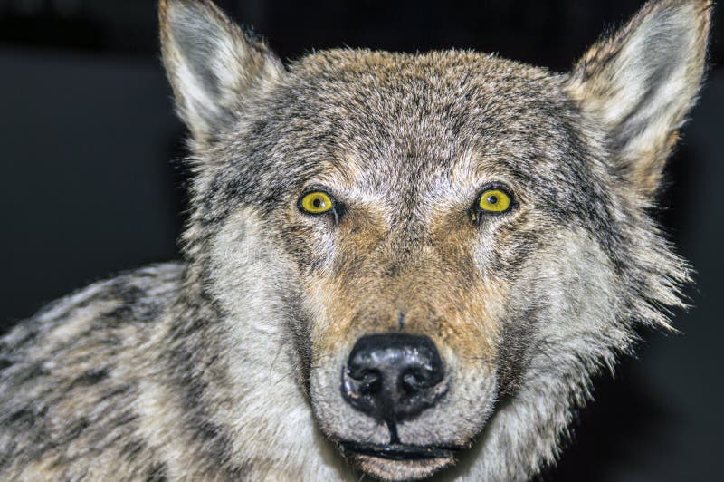 stock photo. Image of wildlife, denmark, naturama, category - 42657390