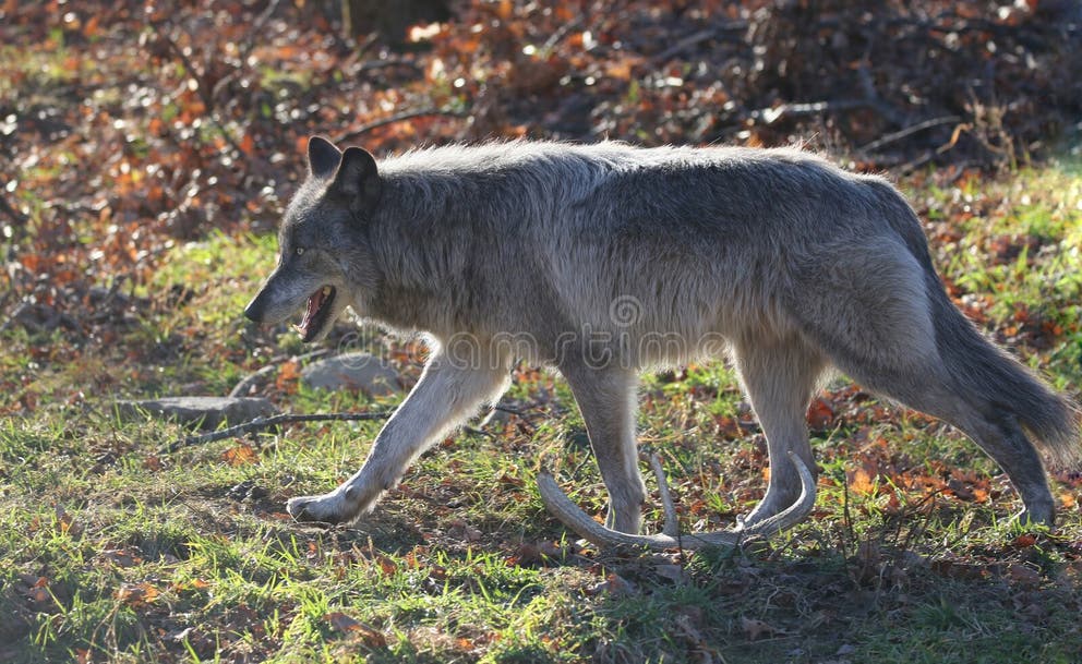 Wolf Hunting in Nature during Fall Stock Image - Image of color, nature ...
