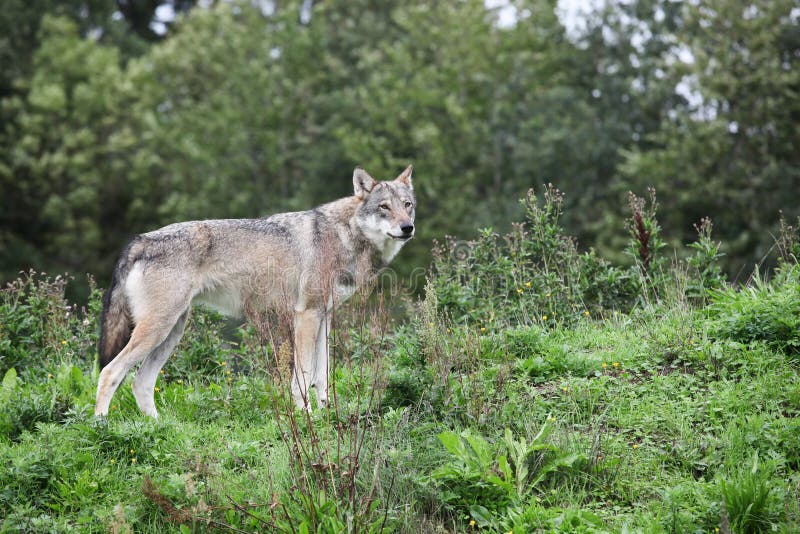 Wolf in the nature stock photo. Image of natural, forest - 213630972