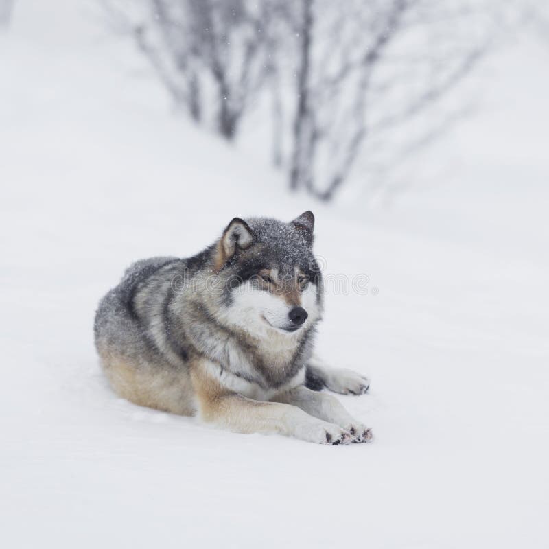 One Wolf Resting in the Snow Stock Photo - Image of eurasianwolf ...