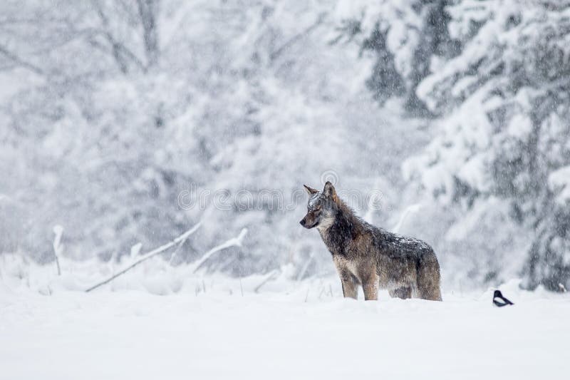 Wolf Observing the Winter Scenery in Poland. Stock Photo - Image of ...