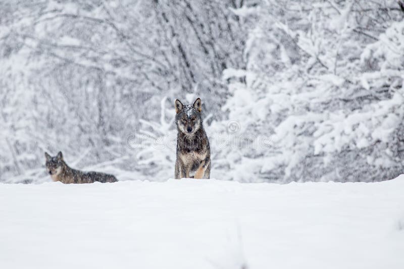 Wolf Observing the Winter Scenery in Poland. Stock Photo - Image of ...
