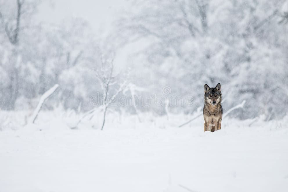 Wolf Observing the Winter Scenery in Poland. Stock Photo - Image of ...