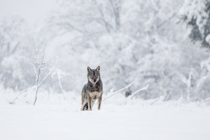 Wolf Observing the Winter Scenery in Poland. Stock Image - Image of ...