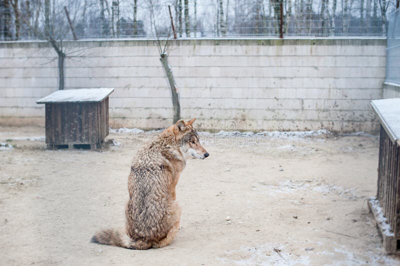 358 Wolf Enclosure Stock Photos - Free & Royalty-Free Stock Photos from ...