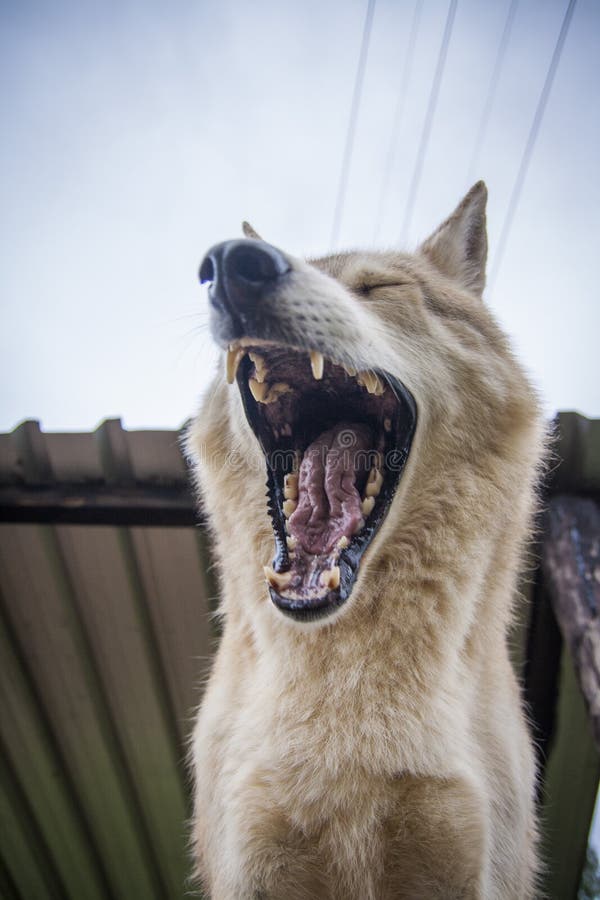 White wolf yawning stock image. Image of outdoor, teeth - 111121073