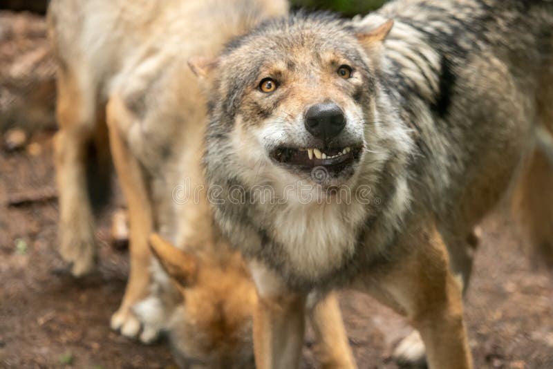 A wolf out in nature stock photo. Image of wild, natural - 157031786